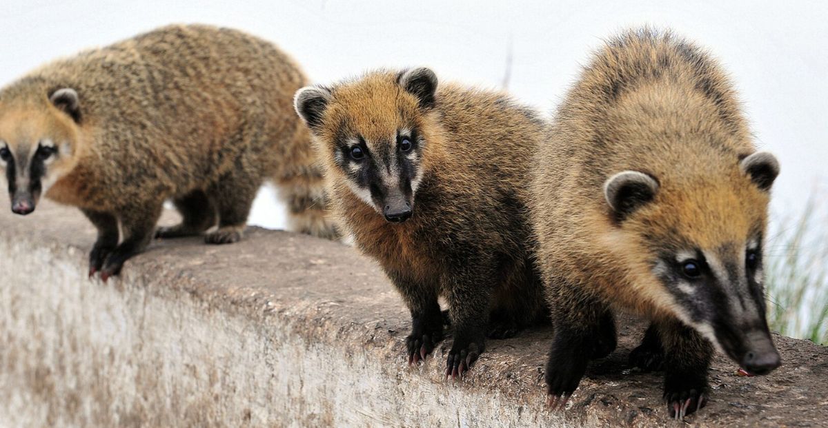 ¿Qué animal es un coatí? - Billiken
