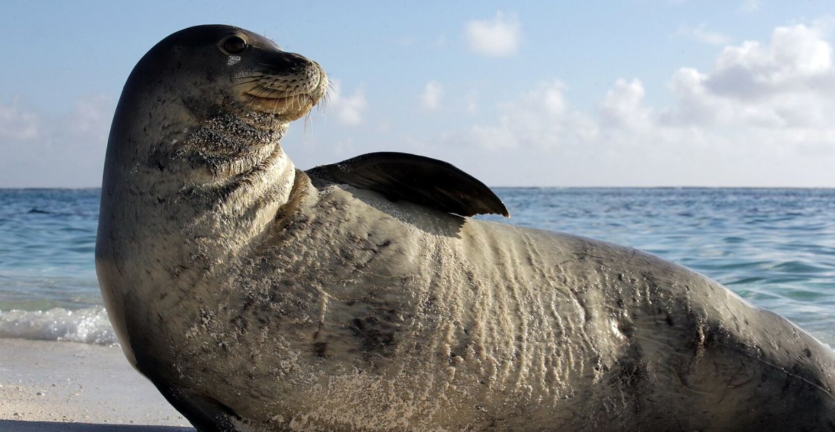 Foca monje de Hawái: la especie que sólo tiene 632 ejemplares - Billiken
