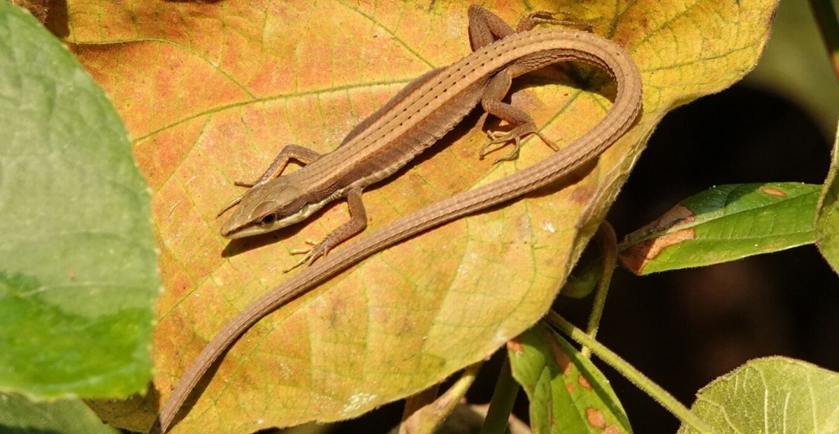 Animales Con Colas Largas Chinchilla (animal) Wikipedia, La