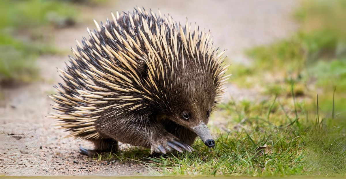 Equidna, el extraño mamífero que pone huevos y guarda secretos ...