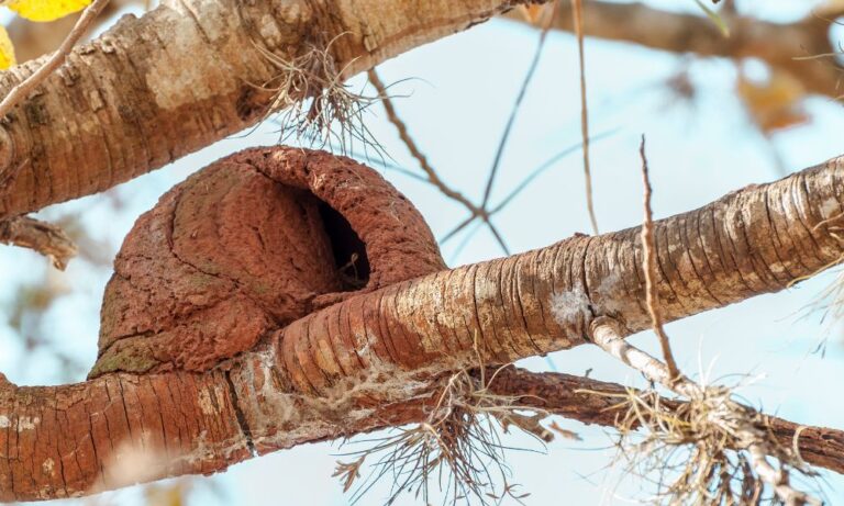 ¿Cómo construyen sus nidos los horneros? - Billiken