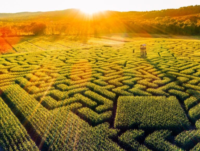 ¿Cuánto mide el laberinto de maíz más grande del mundo? - Billiken