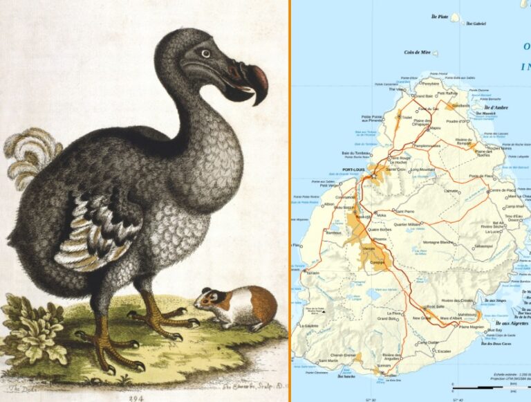 ¿Por qué se extinguió el dodo? - Billiken
