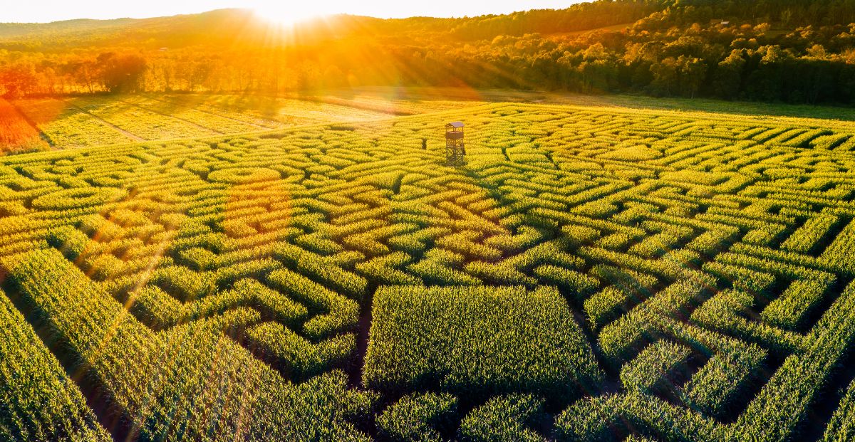 ¿Cuánto mide el laberinto de maíz más grande del mundo? - Billiken