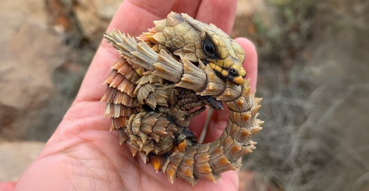 Lagarto armadillo: la extraña especie que fusiona lo mejor de dos ...