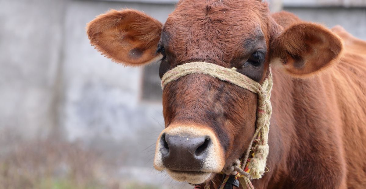 ¿Cuál es la historia de la frase "tener la vaca atada"? - Billiken