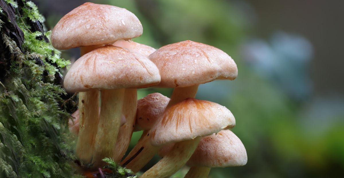 ¿Qué diferencia hay entre setas y hongos? - Billiken