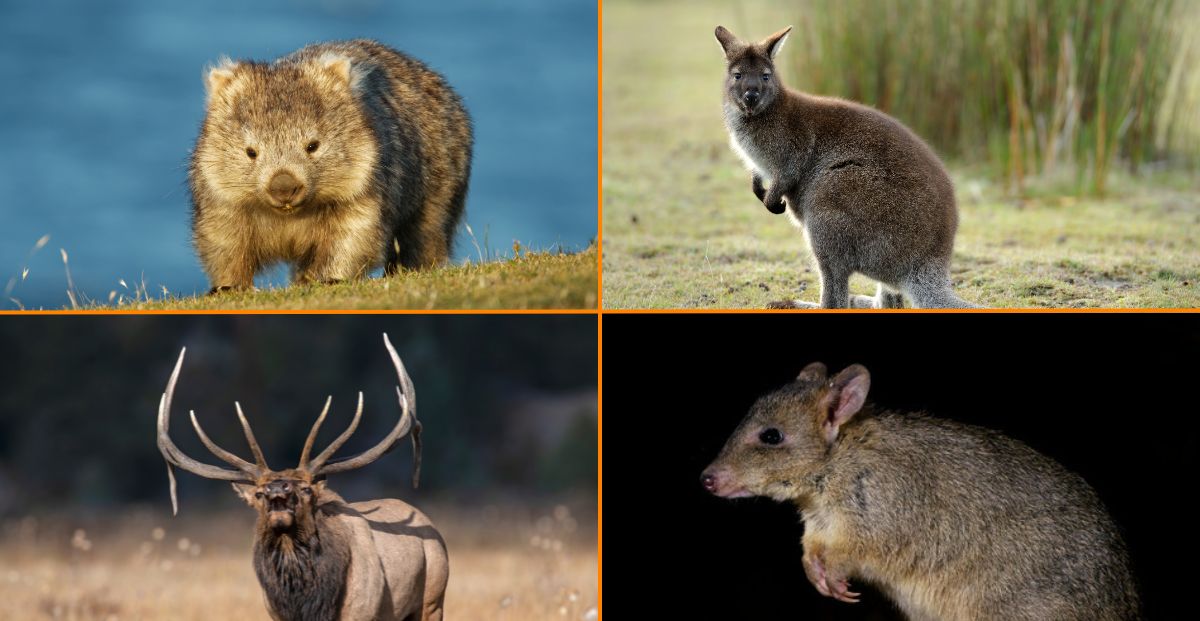 ¿Existen animales que empiecen con la letra "w"? - Billiken