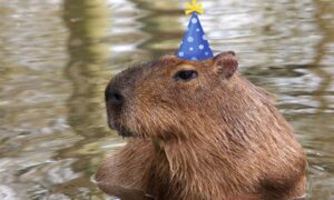 ¿Qué es el Capibara Fest? - Billiken
