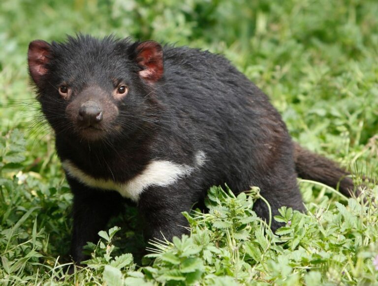 ¿Por qué el demonio de Tasmania se llama así? - Billiken