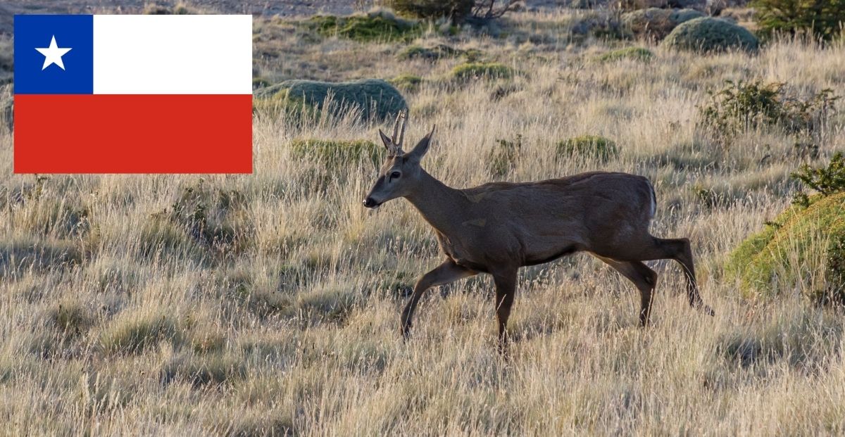 ¿Cuál es el animal nacional de Chile? - Billiken