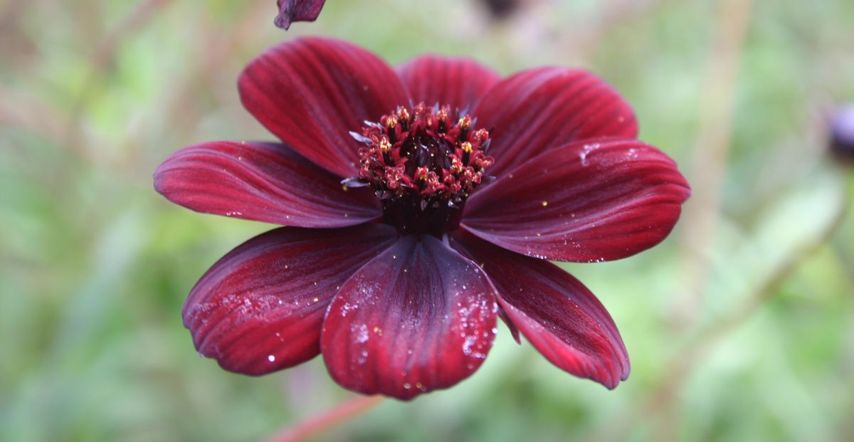 Flor de chocolate: ¿en qué país de Latinoamérica habita esta especie ...