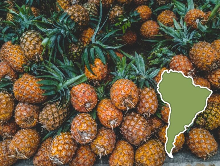 ¿Sabías que el ananá es originaria de Sudamérica? - Billiken
