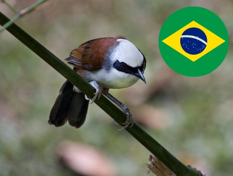 Zorzal Colorado: conocé más sobre el animal nacional de brasil - Billiken