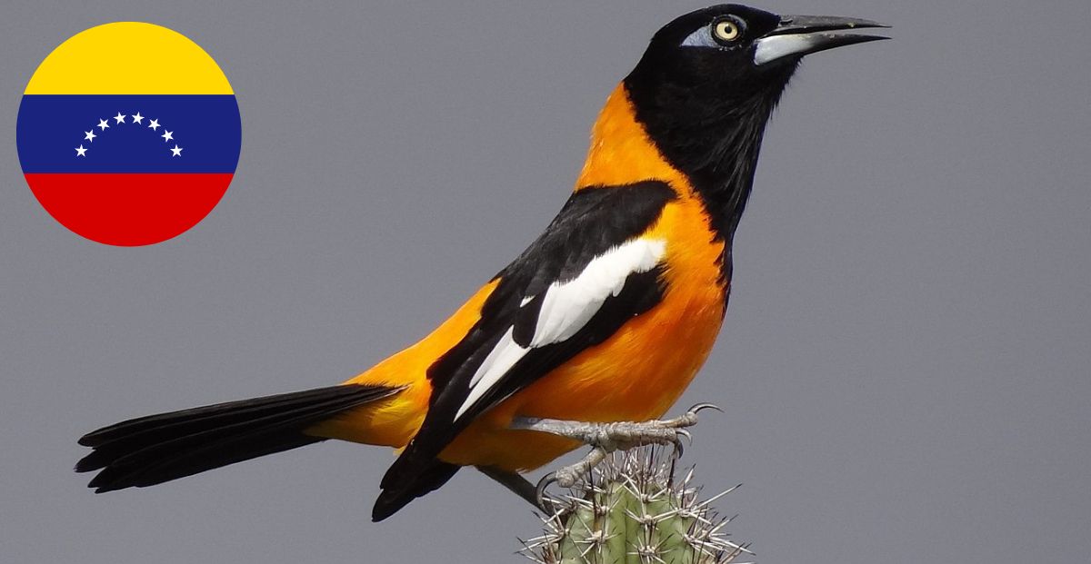 ¿Cuál es el animal nacional de Venezuela? - Billiken