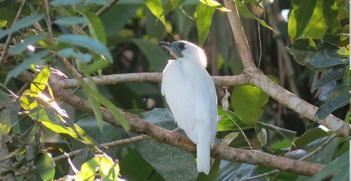 ¿Cuál es el animal nacional de Paraguay? - Billiken