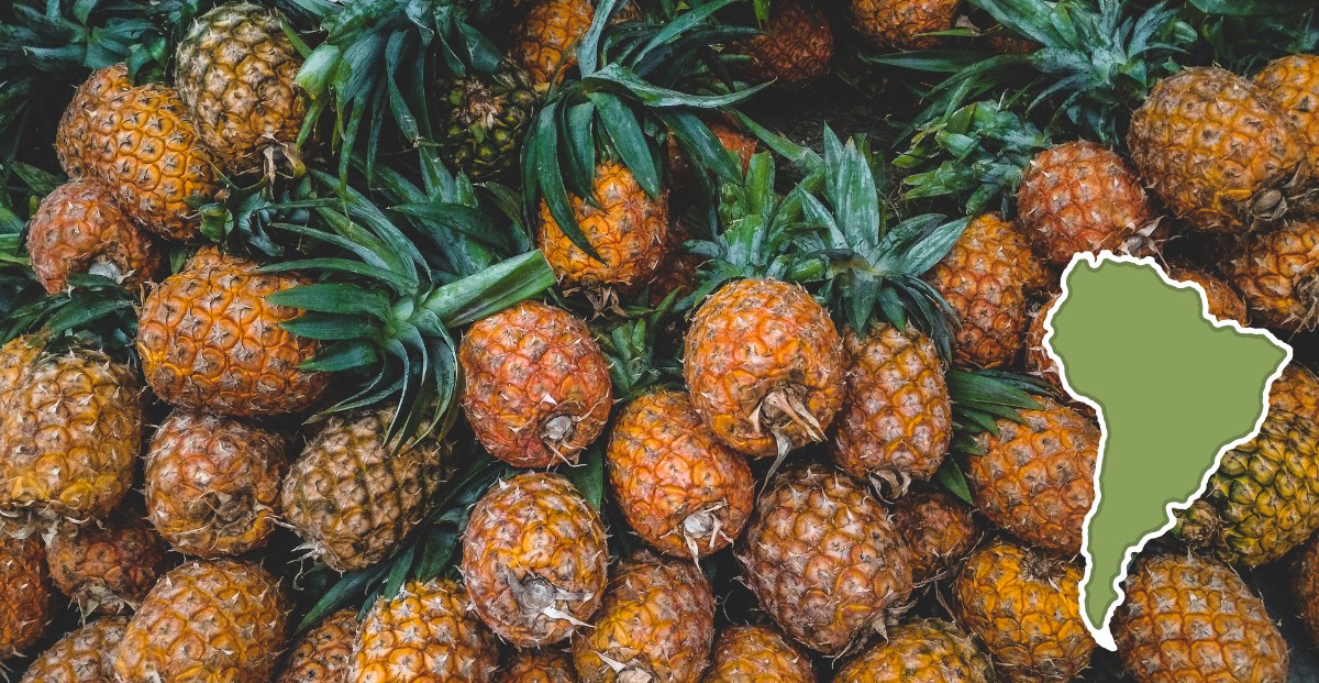 ¿Sabías que el ananá es originaria de Sudamérica? - Billiken