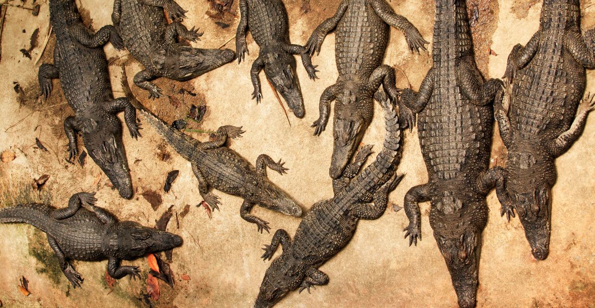 Isla Ramree: ¿el lugar con más muertes por ataque de cocodrilo del ...