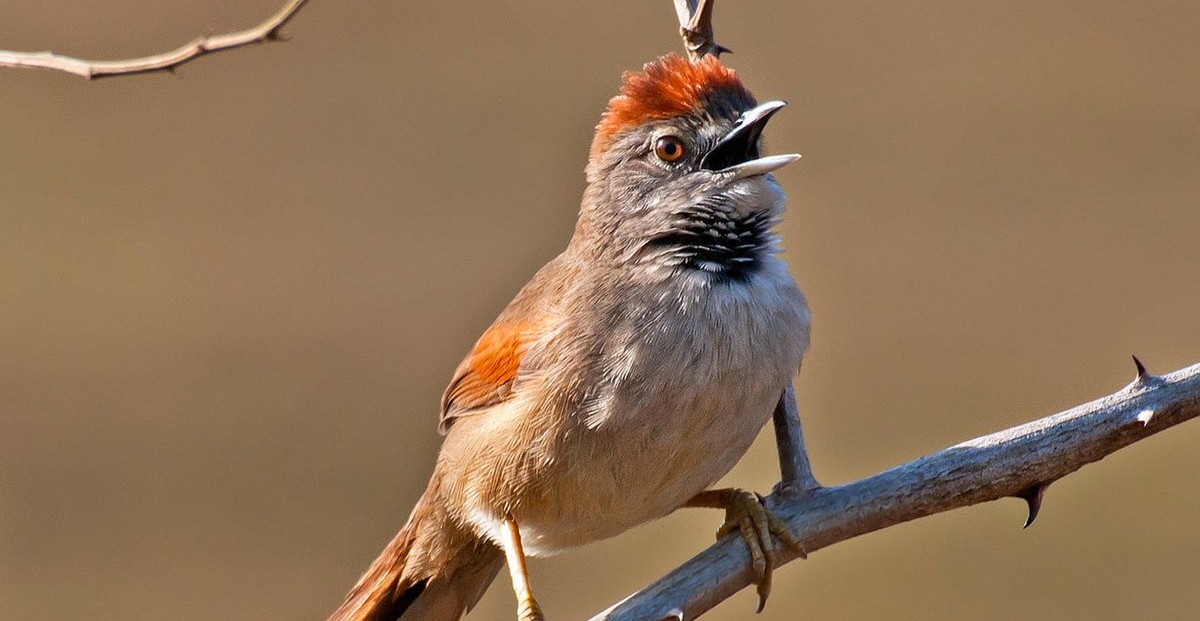 Pijui: una pequeña y curiosa ave de Sudamérica que pocos conocen - Billiken