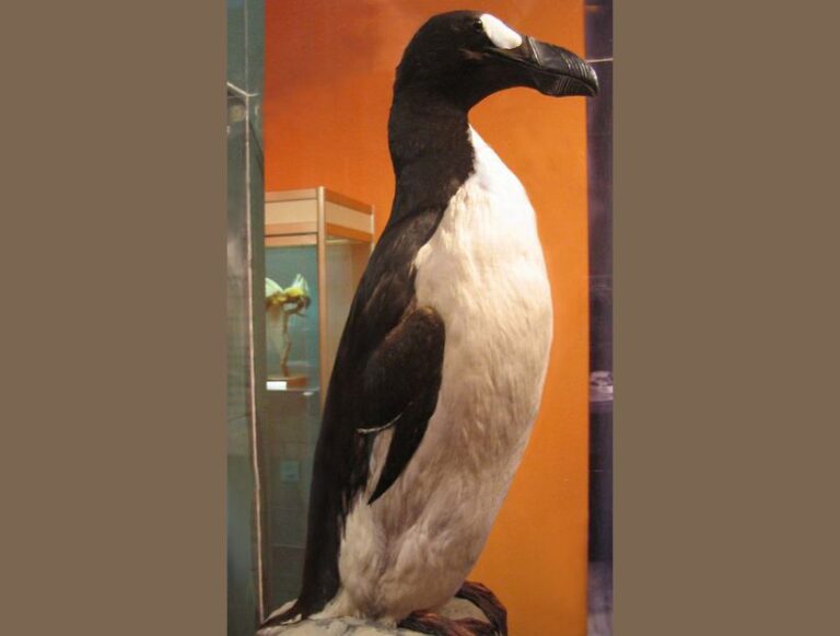 Alca gigante: el inmenso animal que se extinguió en el siglo XIX - Billiken