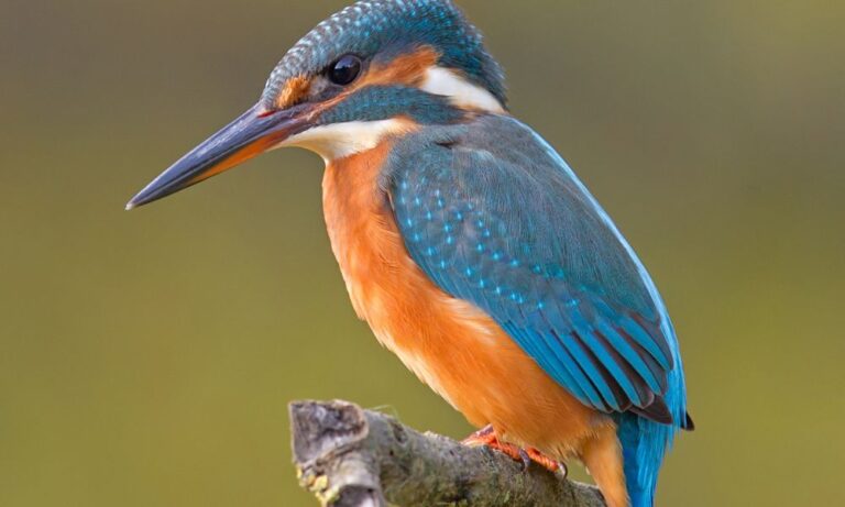 Martín pescador común: el colorido pájaro que sorprende con sus ...