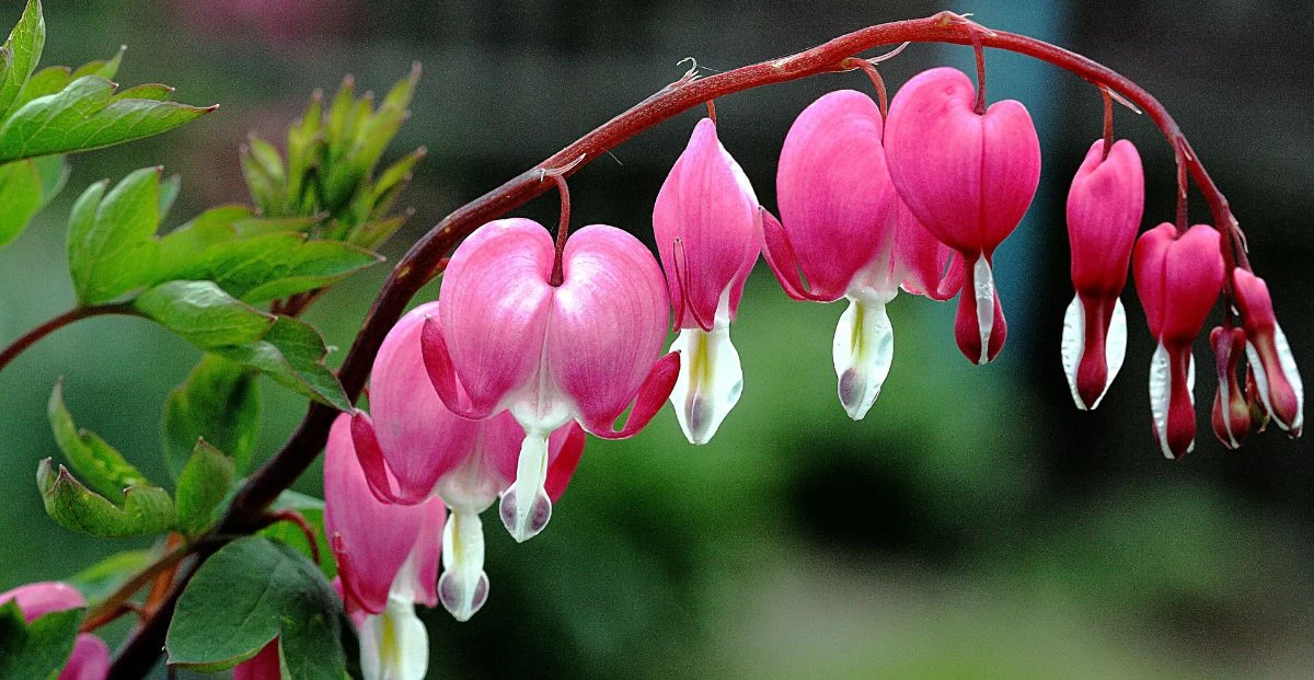 Corazón sangrante: ¿por qué es la planta ideal para regalar en San ...